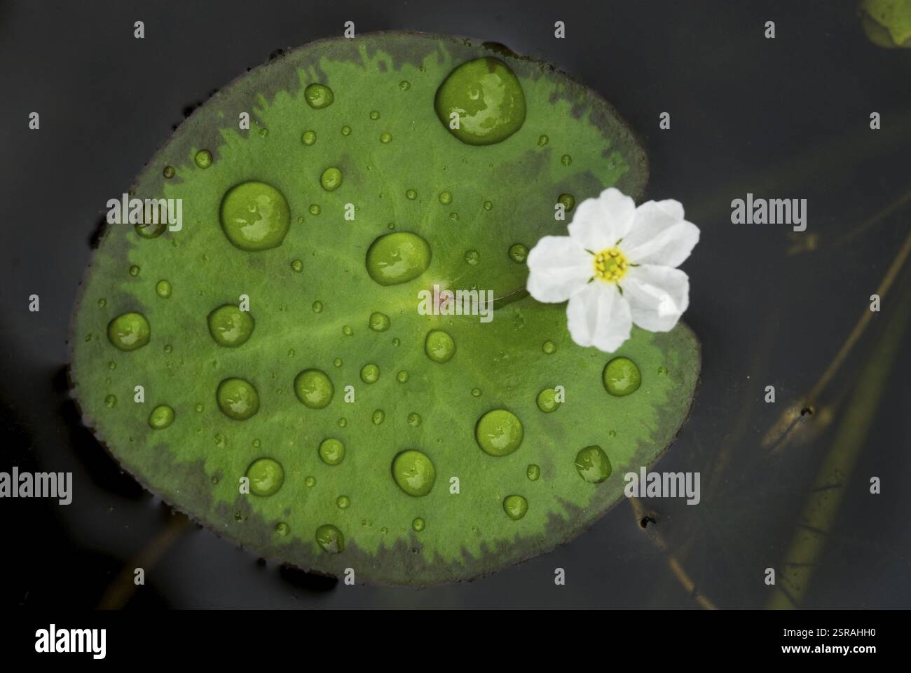 Lalbagh garden in bangalore at karnataka India Asia Stock Photo - Alamy