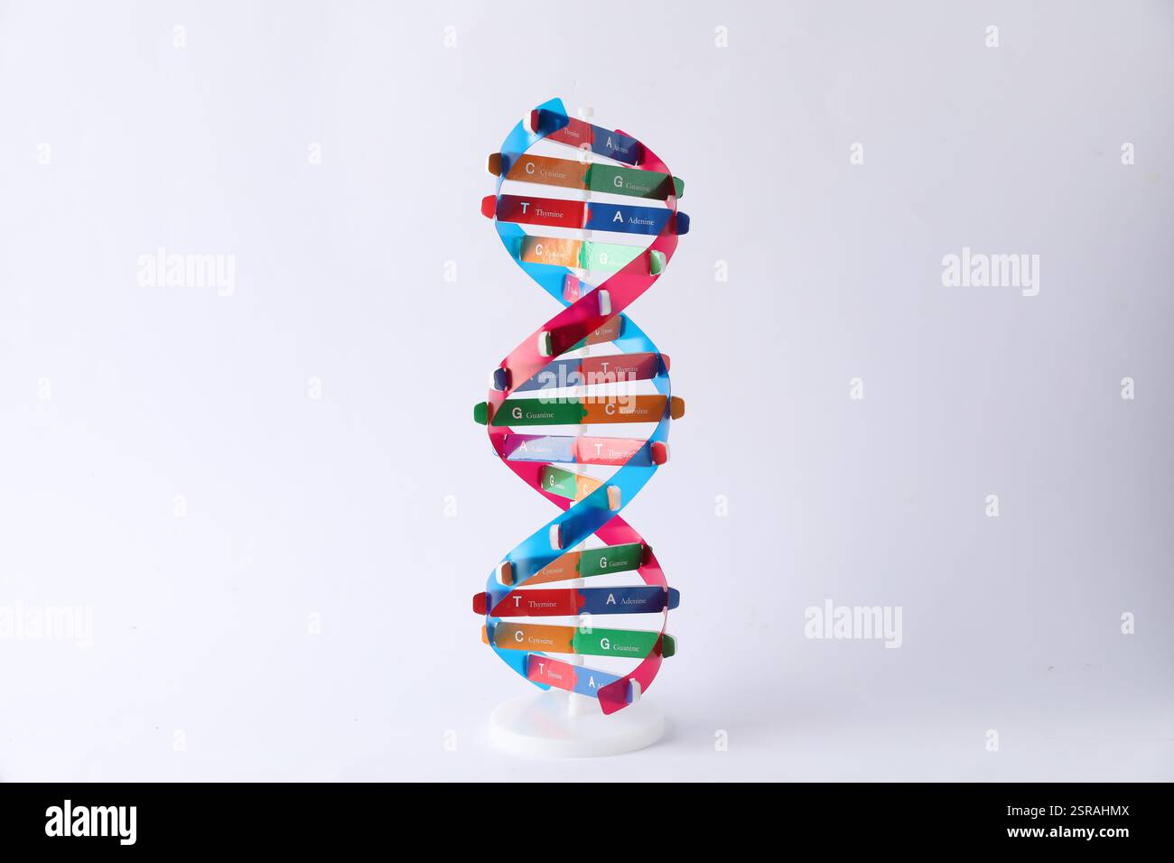 One DNA structure model on light background Stock Photo - Alamy