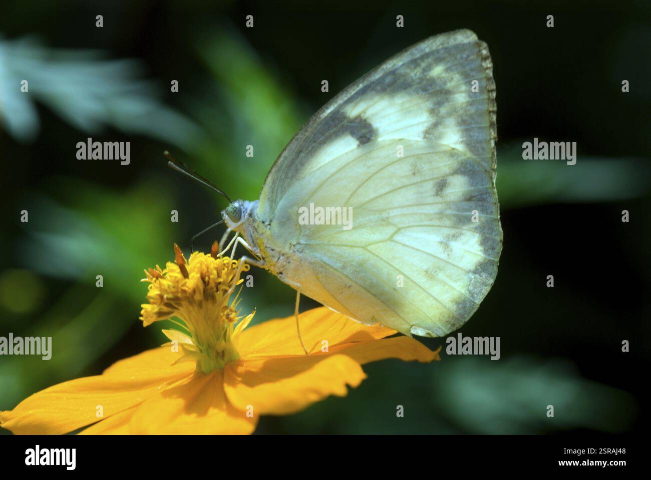 Insects, butterfly common emigrant catopsilia pomona pieridae sp with ...