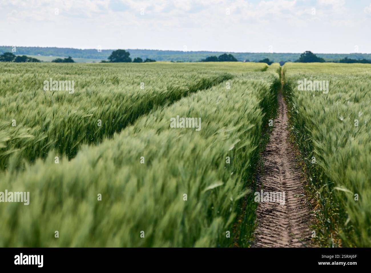 Narrow dirt path cuts through vibrant green field under clear blue sky ...