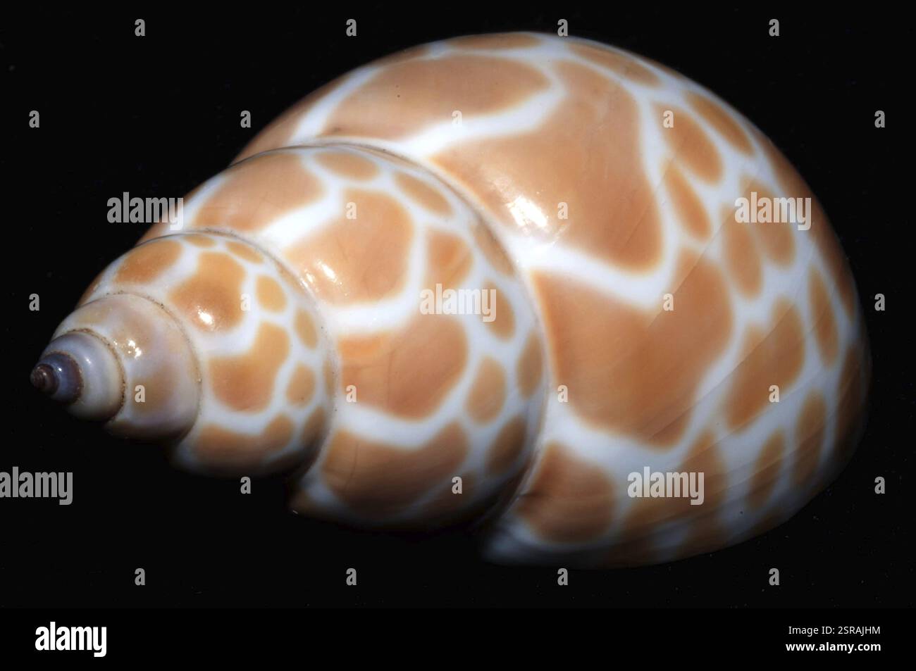 Seashell Buccinidae, India, Asia Stock Photo - Alamy