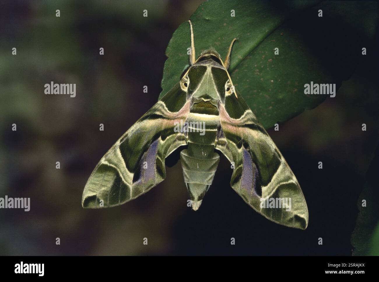 Insects, moth Indian oleander hawkmoth daphnis nerii Stock Photo - Alamy