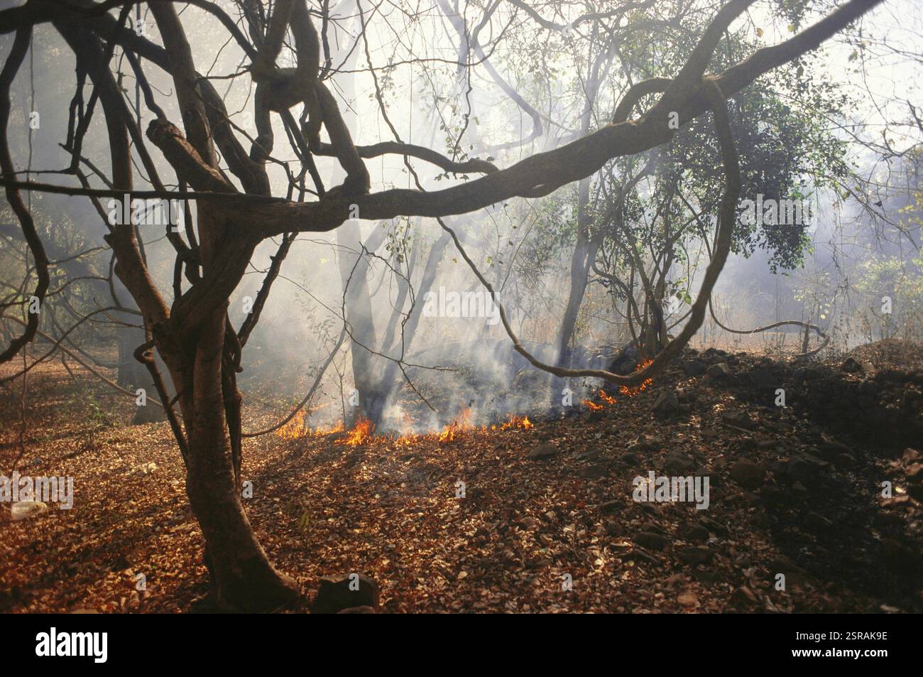 India forest fire hi-res stock photography and images - Alamy