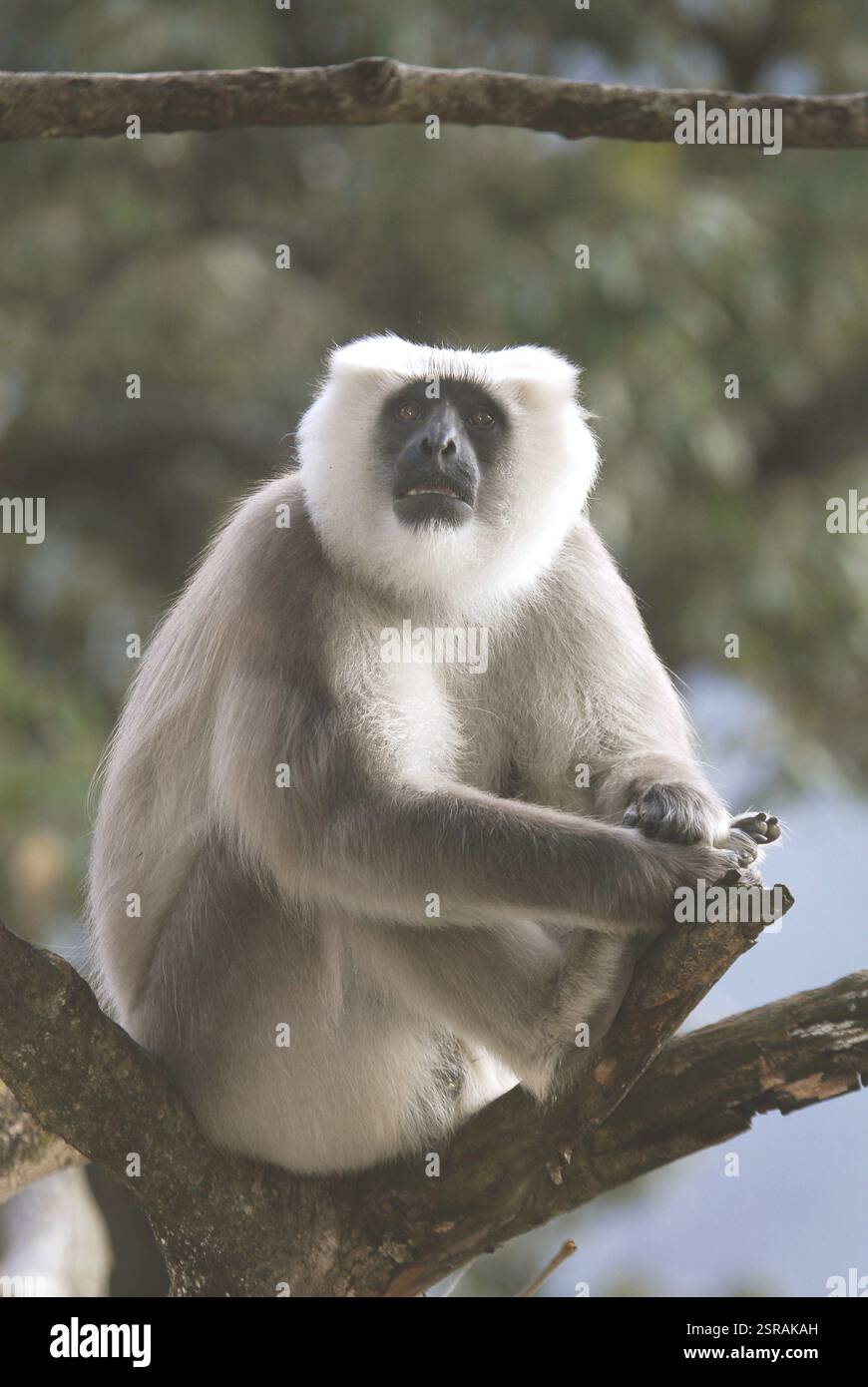 Common Langur presbytis entellus sitting on branch, Bangalore ...