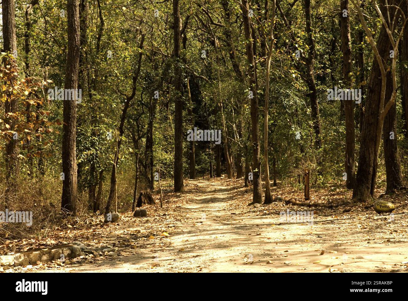 Forest of sal trees at jim corbett national park Garhwal, Uttaranchal ...