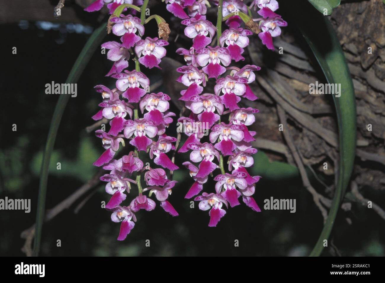 Orchid, Indian common foxtail rhynchostylis retusa, India, Asia Stock ...