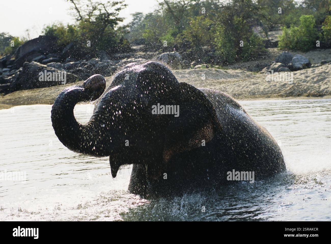 Elephant elephas maximus playing in water, Kanha national Park, Madhya ...