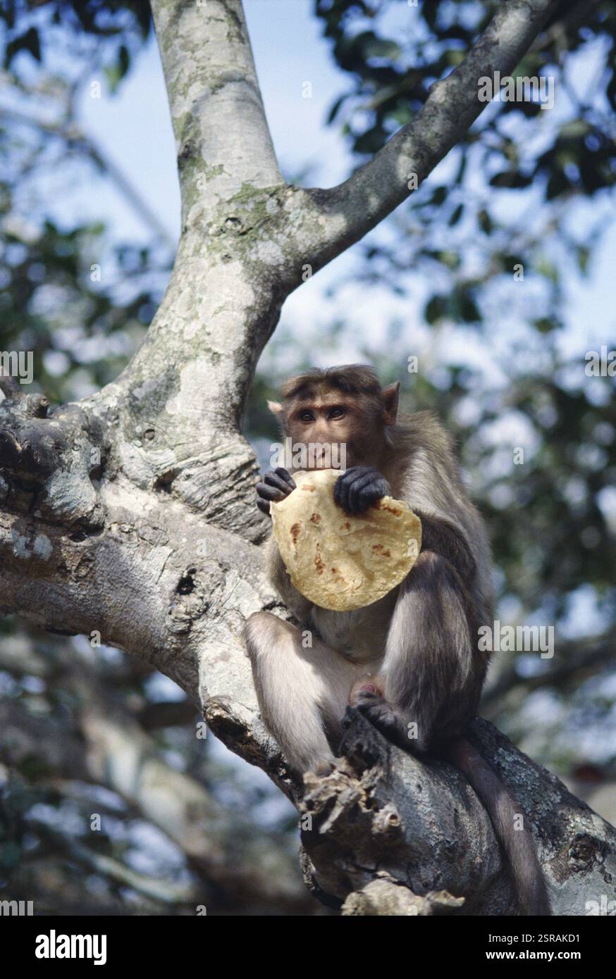 Monkey eating roti at Hill, Mysore, Karnataka, India, Asia Stock Photo ...