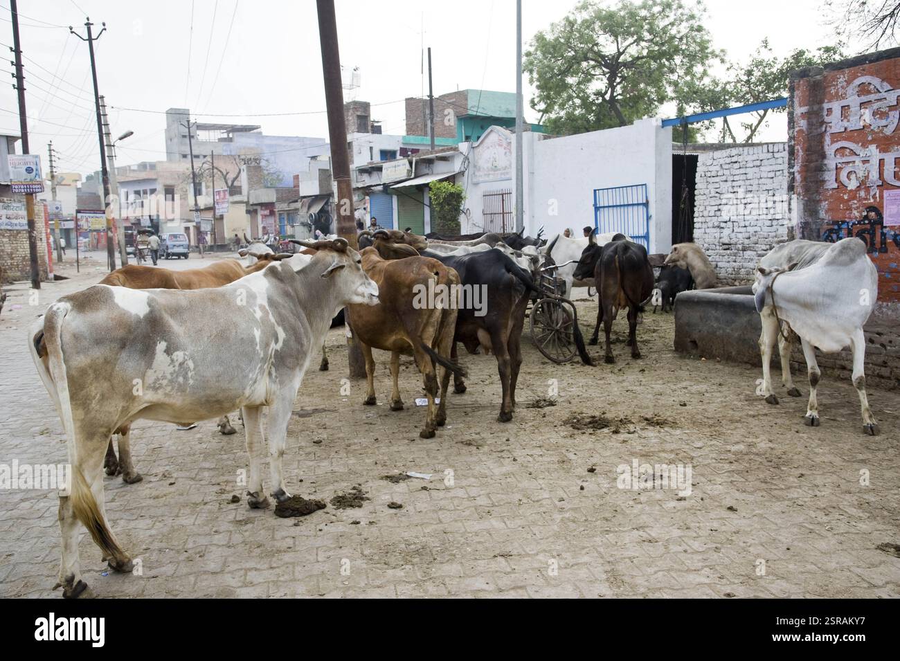 Cows on road, vrindavan, uttar pradesh, india, asia Stock Photo - Alamy