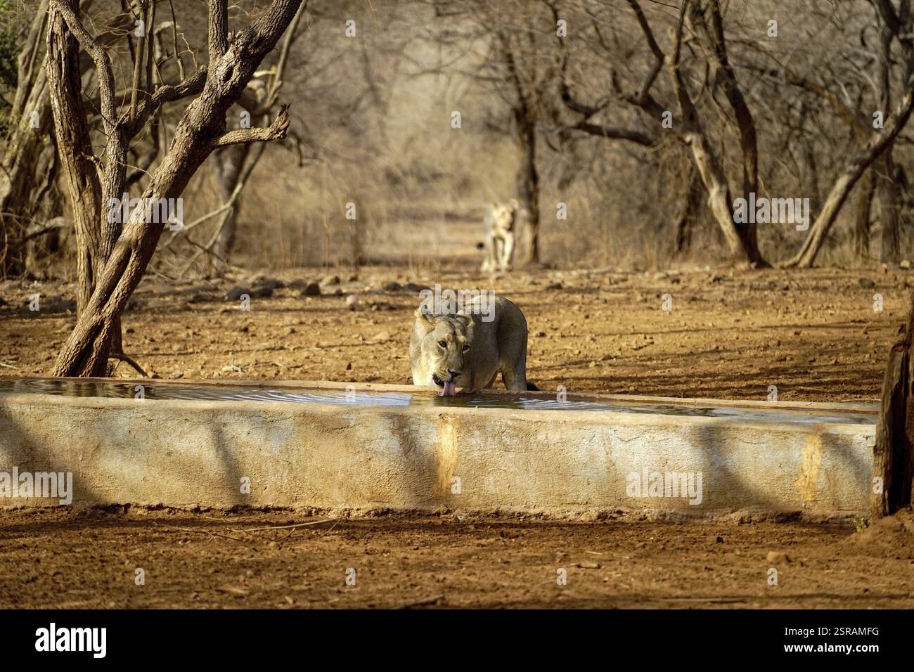 Lion drinking water at water tank, Gir Wildlife Sanctuary, Gujarat ...
