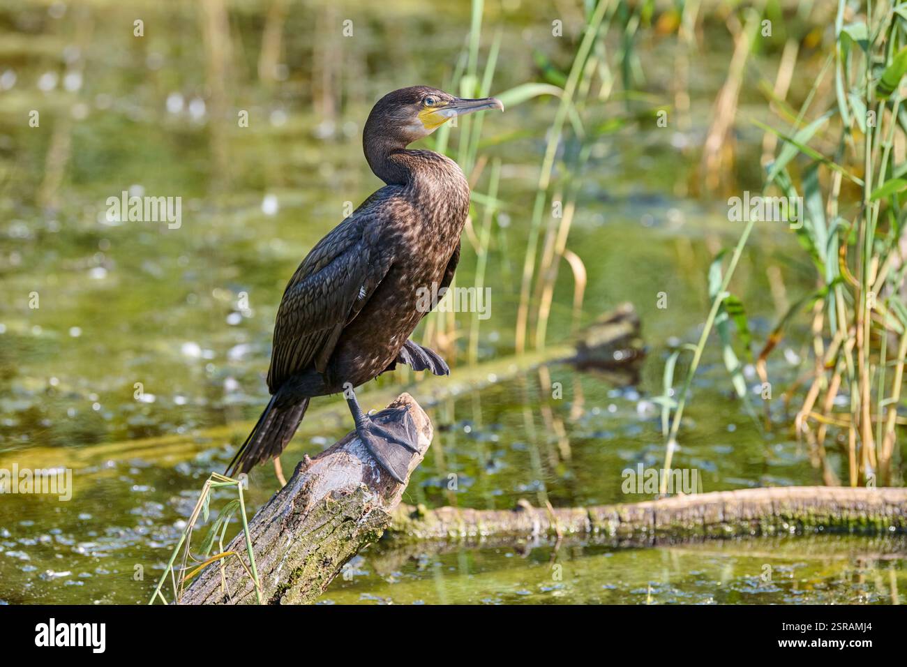 Cormorant stands gracefully on log in tranquil wetlands, surrounded by ...