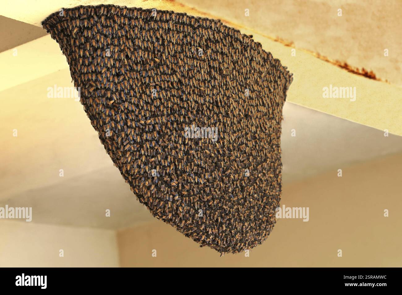 Beehive hanging building, maharashtra, India, Asia Stock Photo - Alamy