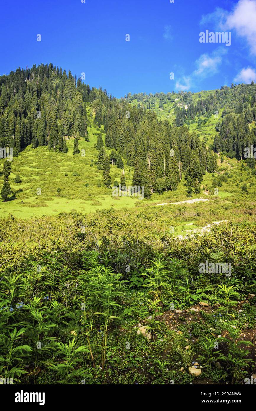 Meadows and pine trees, Doodhpathri, Budgam, Kashmir, India, Asia Stock ...