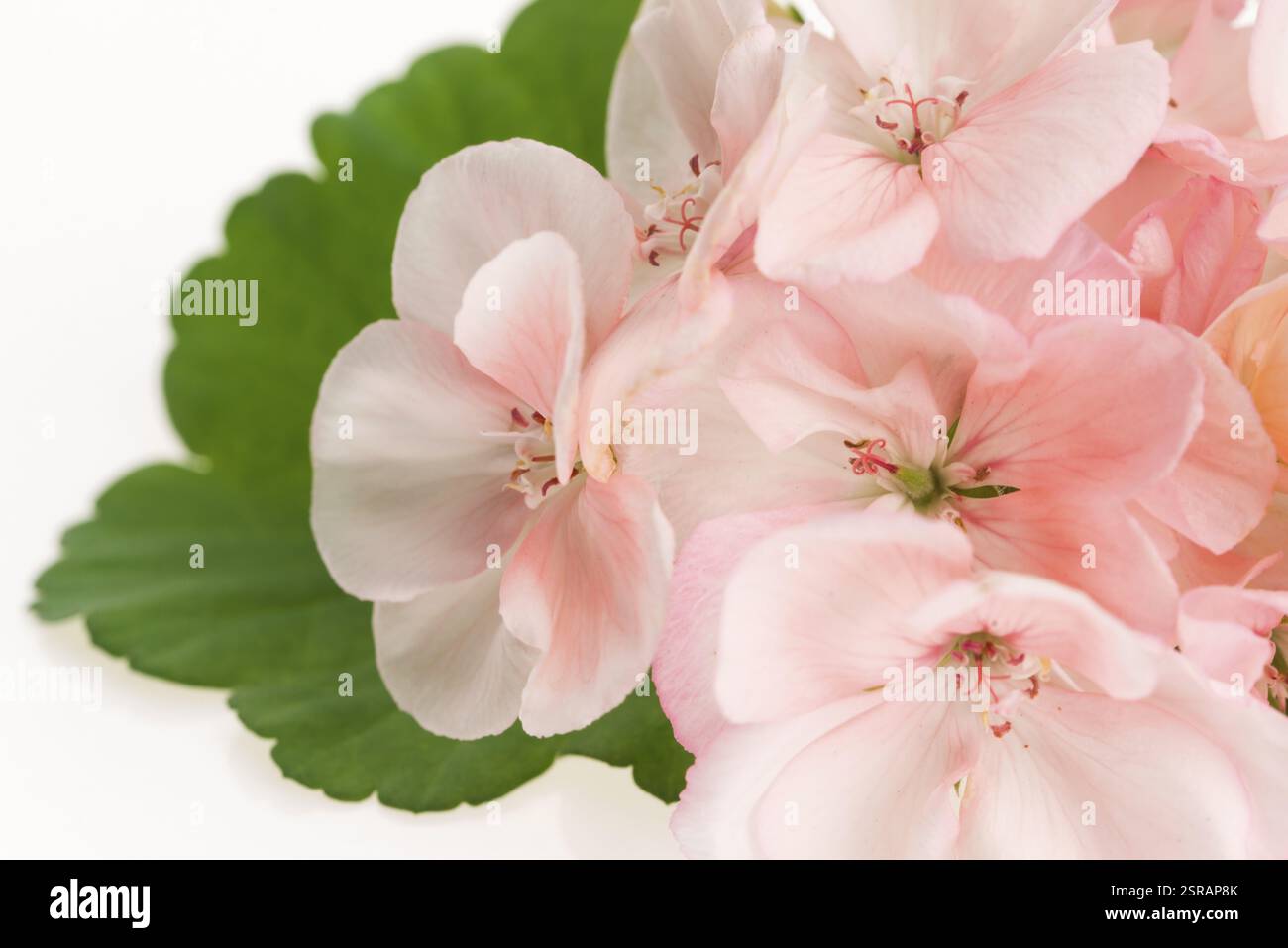 Pelargonium in gardening hi-res stock photography and images - Alamy