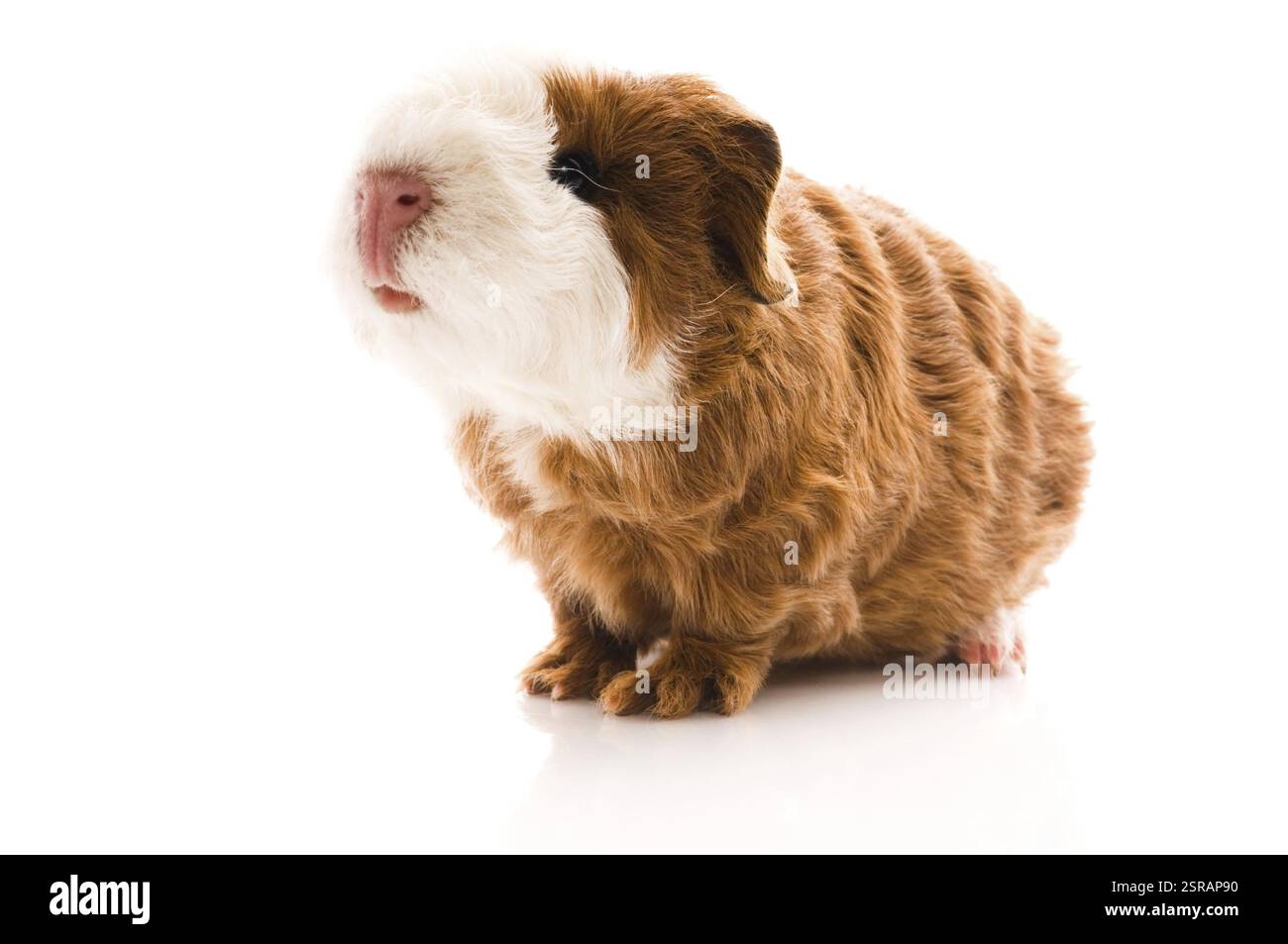 Cute guinea pig picture Cut Out Stock Images & Pictures - Alamy