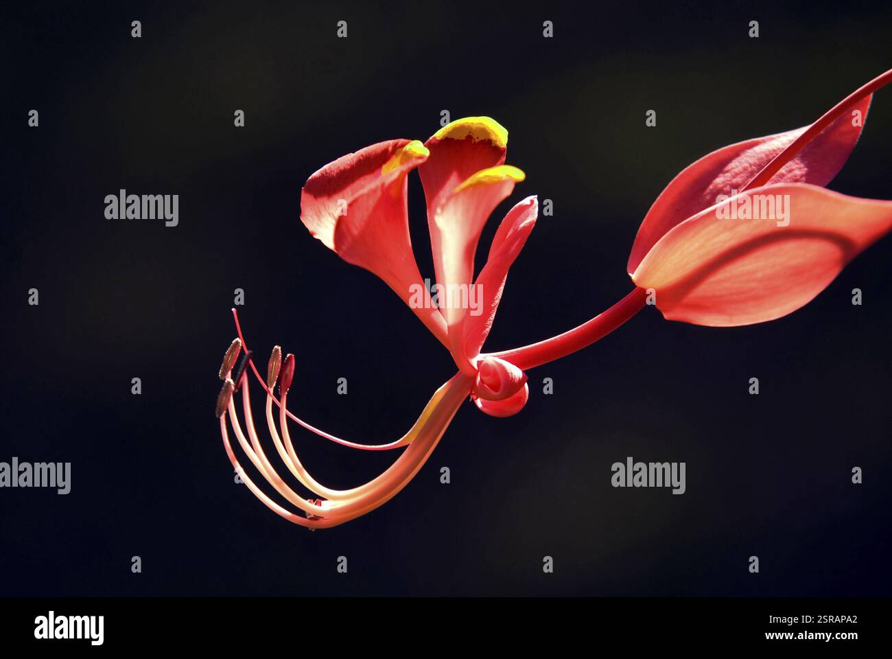 Flower Lalbagh Gardens in Bangalore at Karnataka India Asia Stock Photo ...