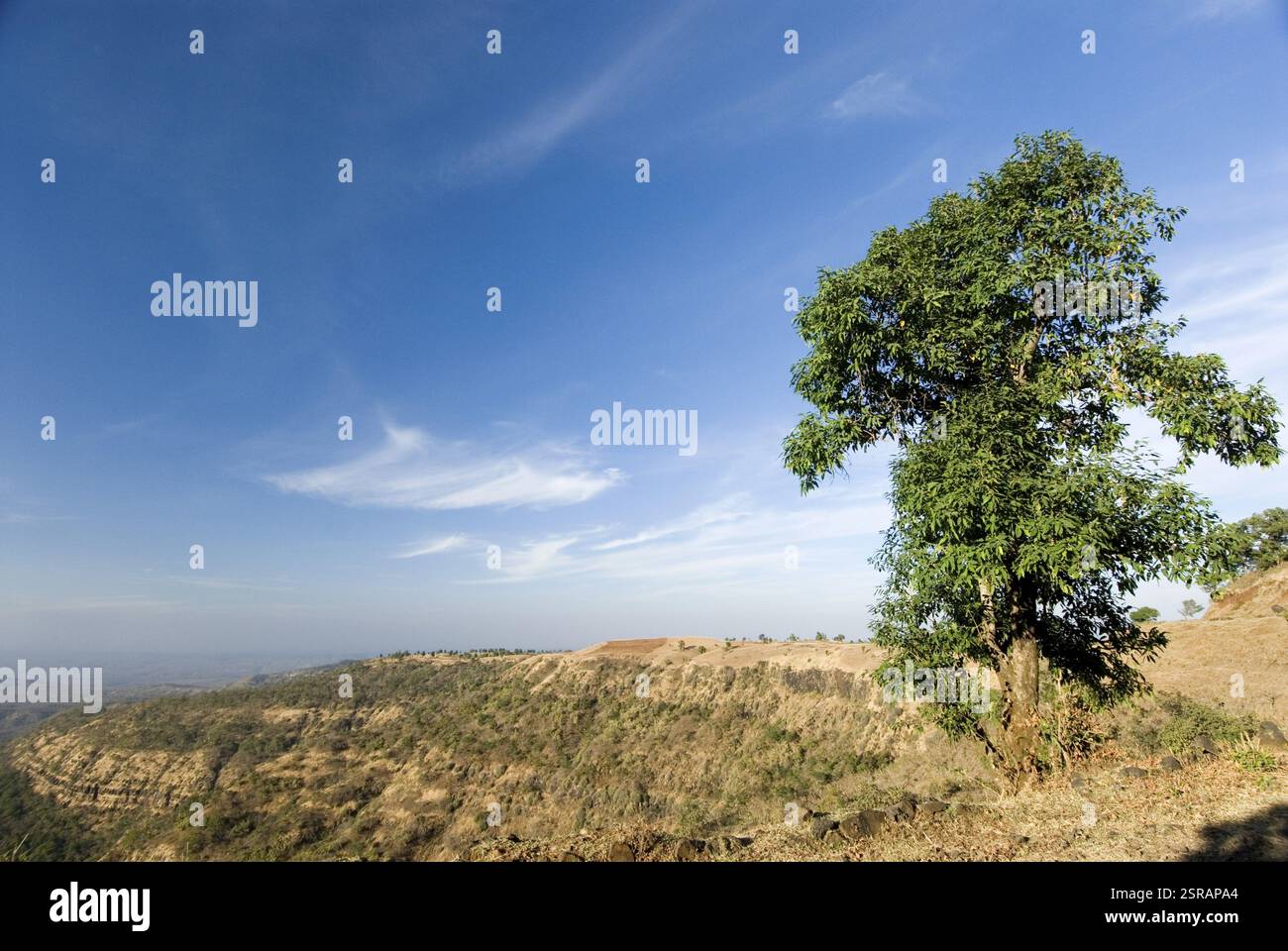 One tree standing on top of mountain of Saputara range at Chikhaldara ...