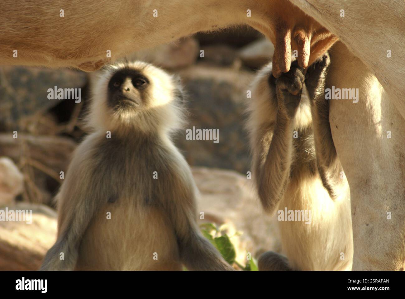 Monkey drinking cow milk, Rajasthan, India, Asia Stock Photo - Alamy