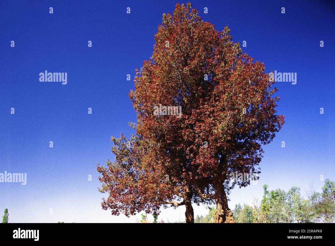 Mahua or Mohwa tree madhuca latifolia, India, Asia Stock Photo - Alamy