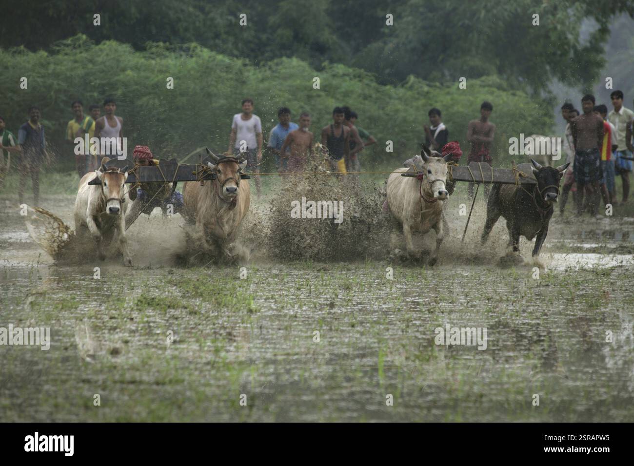Bull race, west bengal, india, asia Stock Photo - Alamy