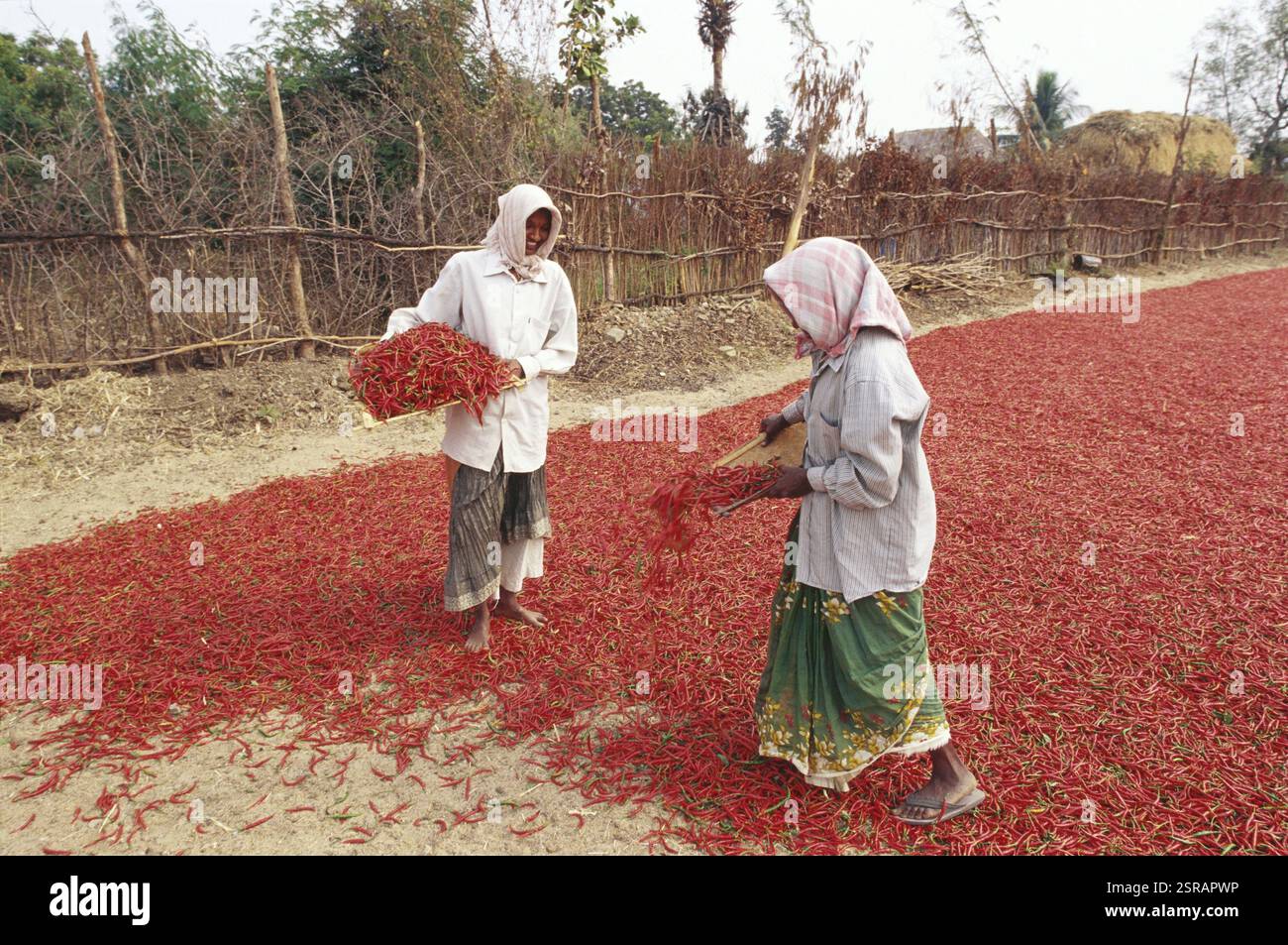 Chilly farming, drying, Bhadrachalam, Andhra Pradesh, India, Asia Stock ...