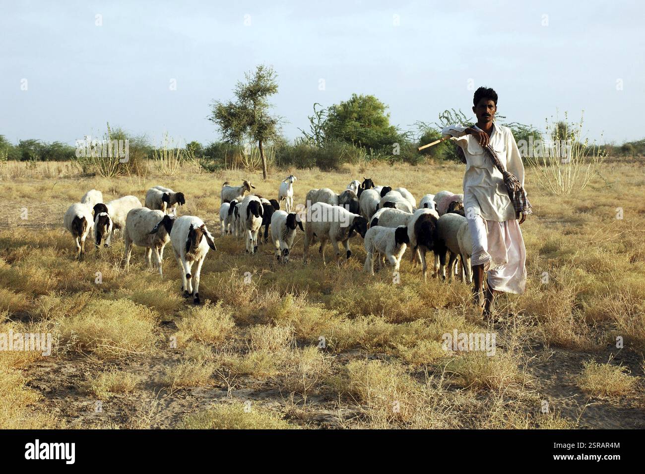 A man bringing sheep into jungle, Tilwada, Balotara, Barmer, India ...