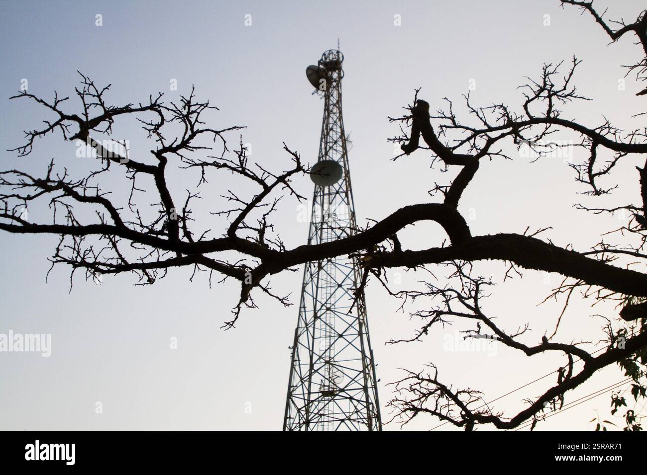 Tower of telecommunication with dry tree, India, Asia Stock Photo - Alamy