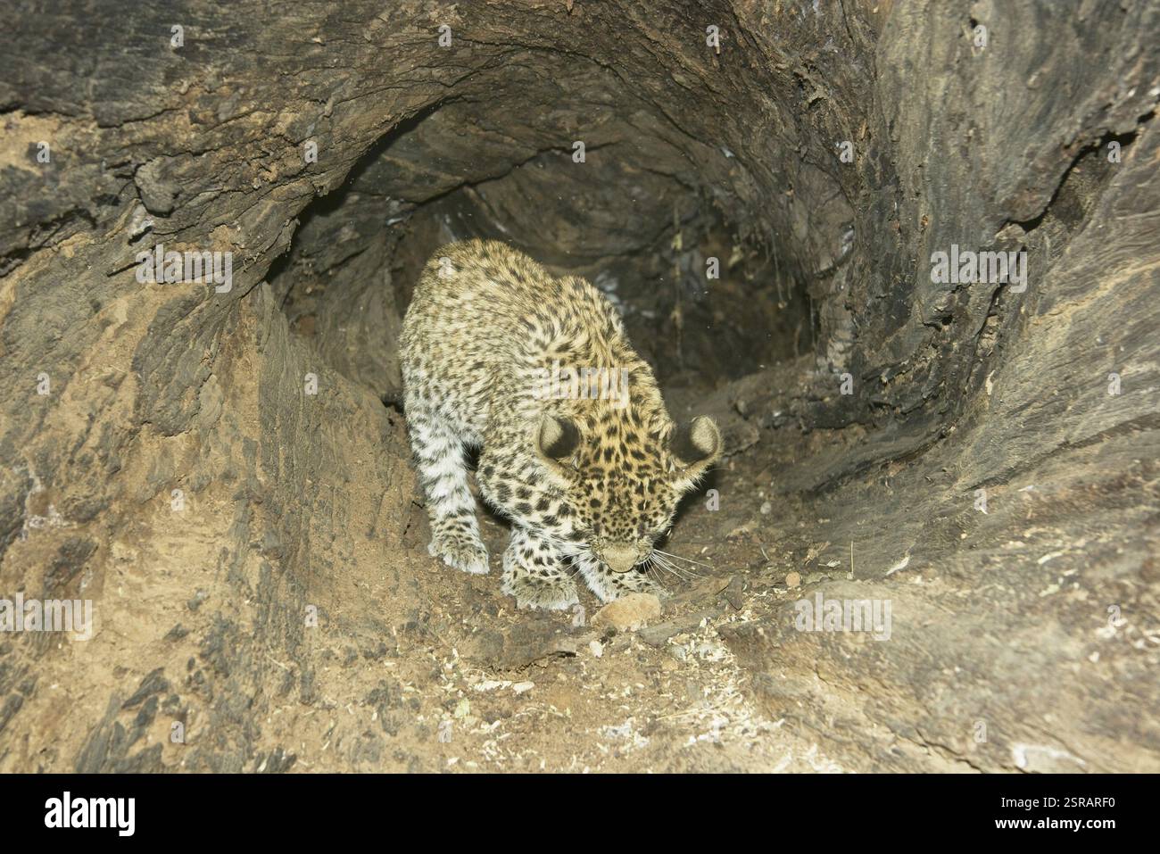 Leopard or panther cub panthera pardus in hole of tree, Ranthambore ...