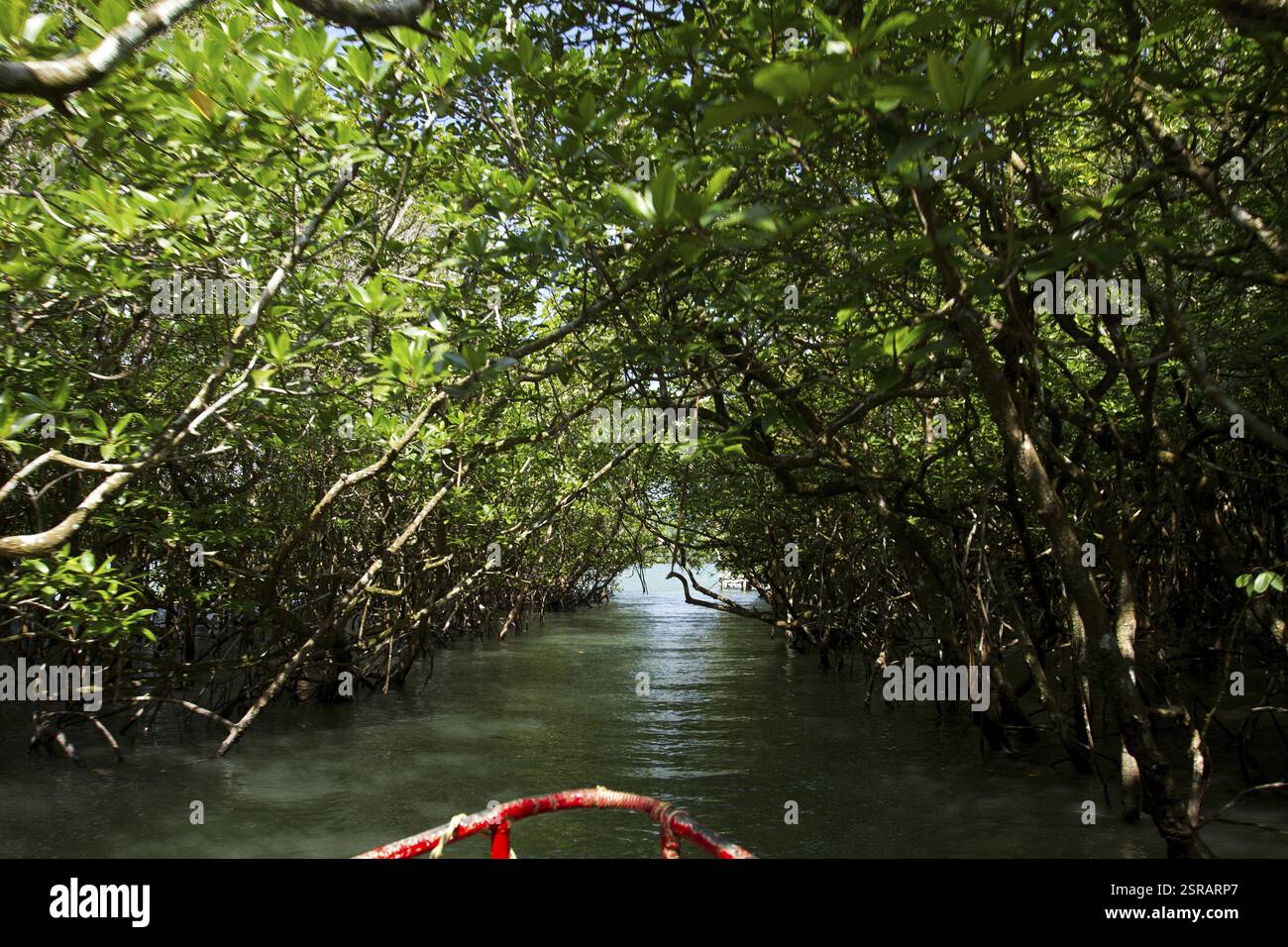 Mangrove forest in Baratang at Andaman India Asia Stock Photo - Alamy
