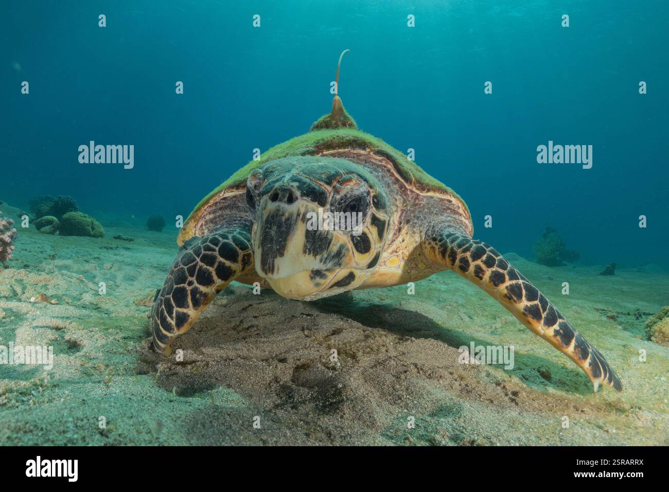 Hawksbill sea turtle in the Red Sea, Eilat Israel Stock Photo - Alamy
