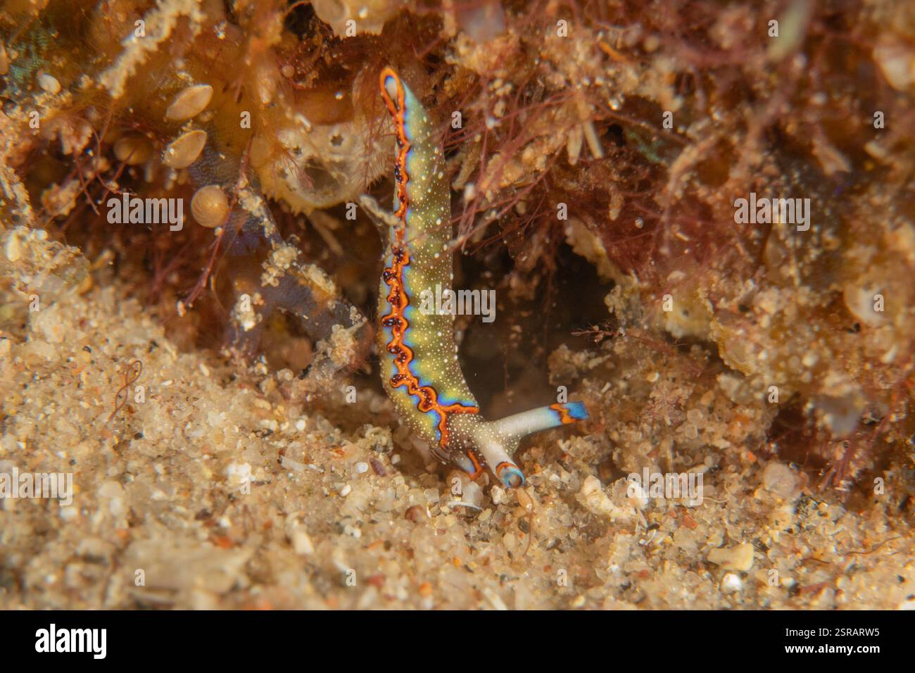Sea Slug in the Red Sea Colorful and beautiful, Eilat Israel Stock ...