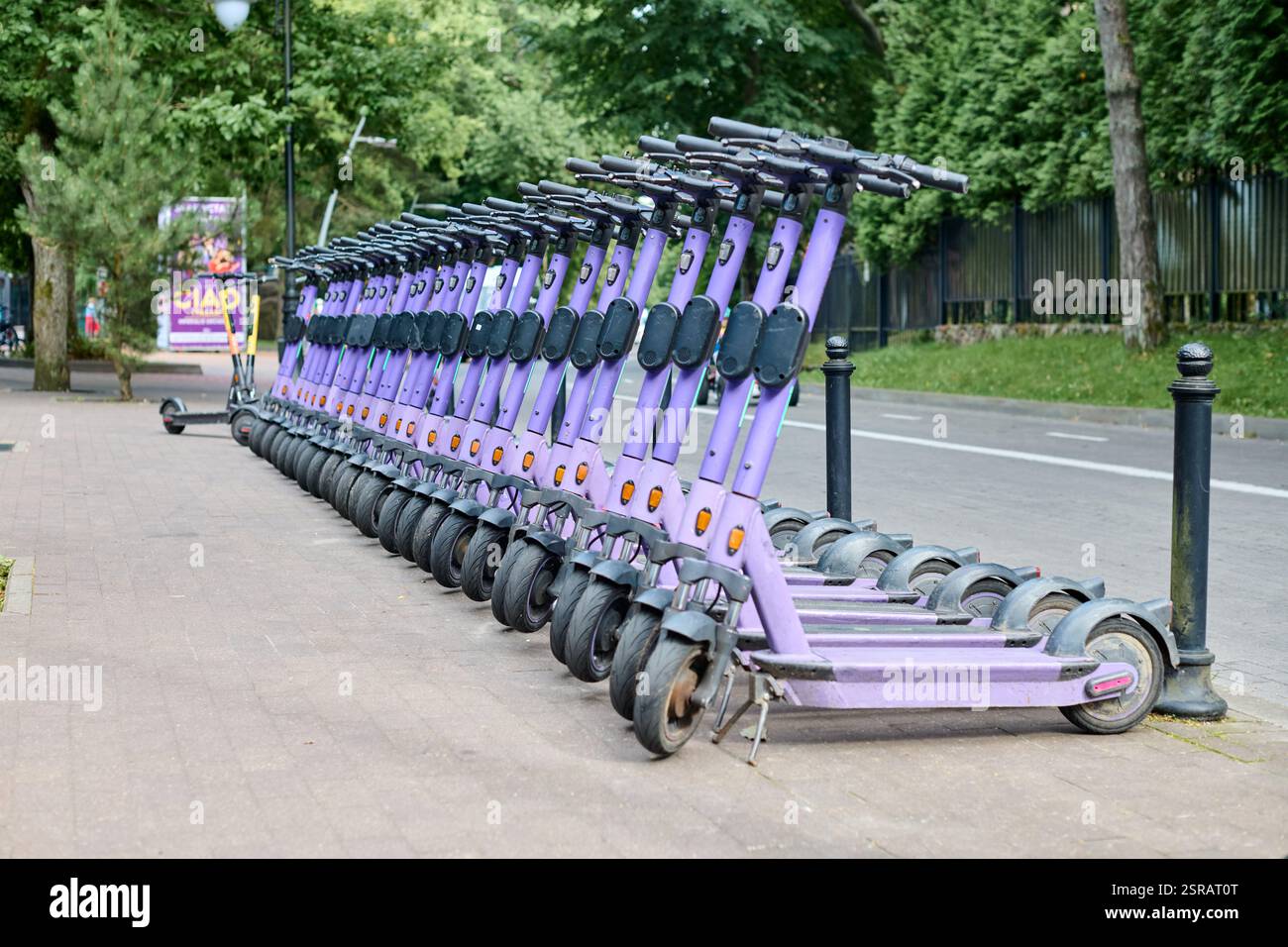 Purple e-scooters neatly lined on paved sidewalk. Green trees in ...