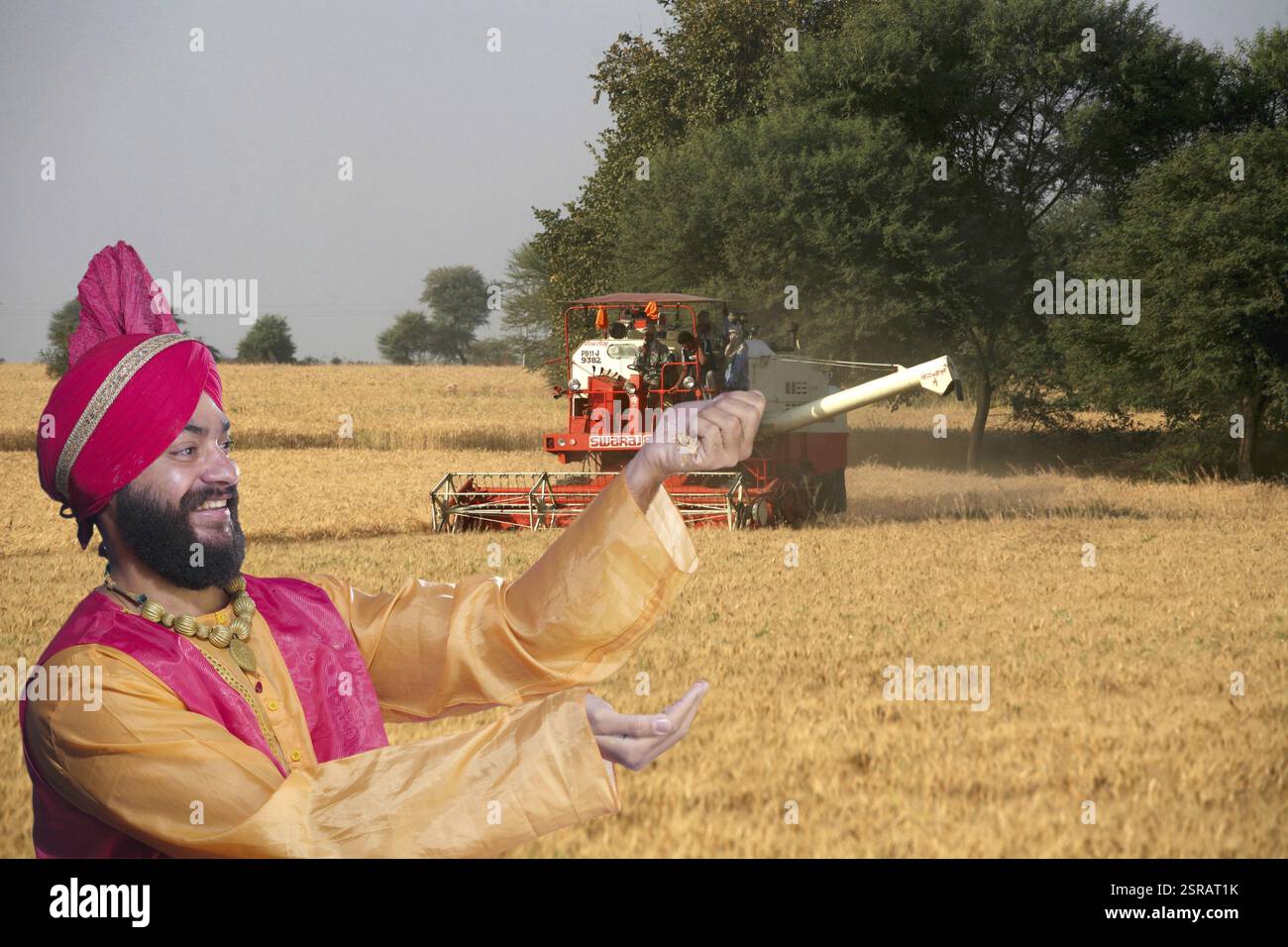 Sikh man pouring grain on hand with combine harvester harvesting wheat ...
