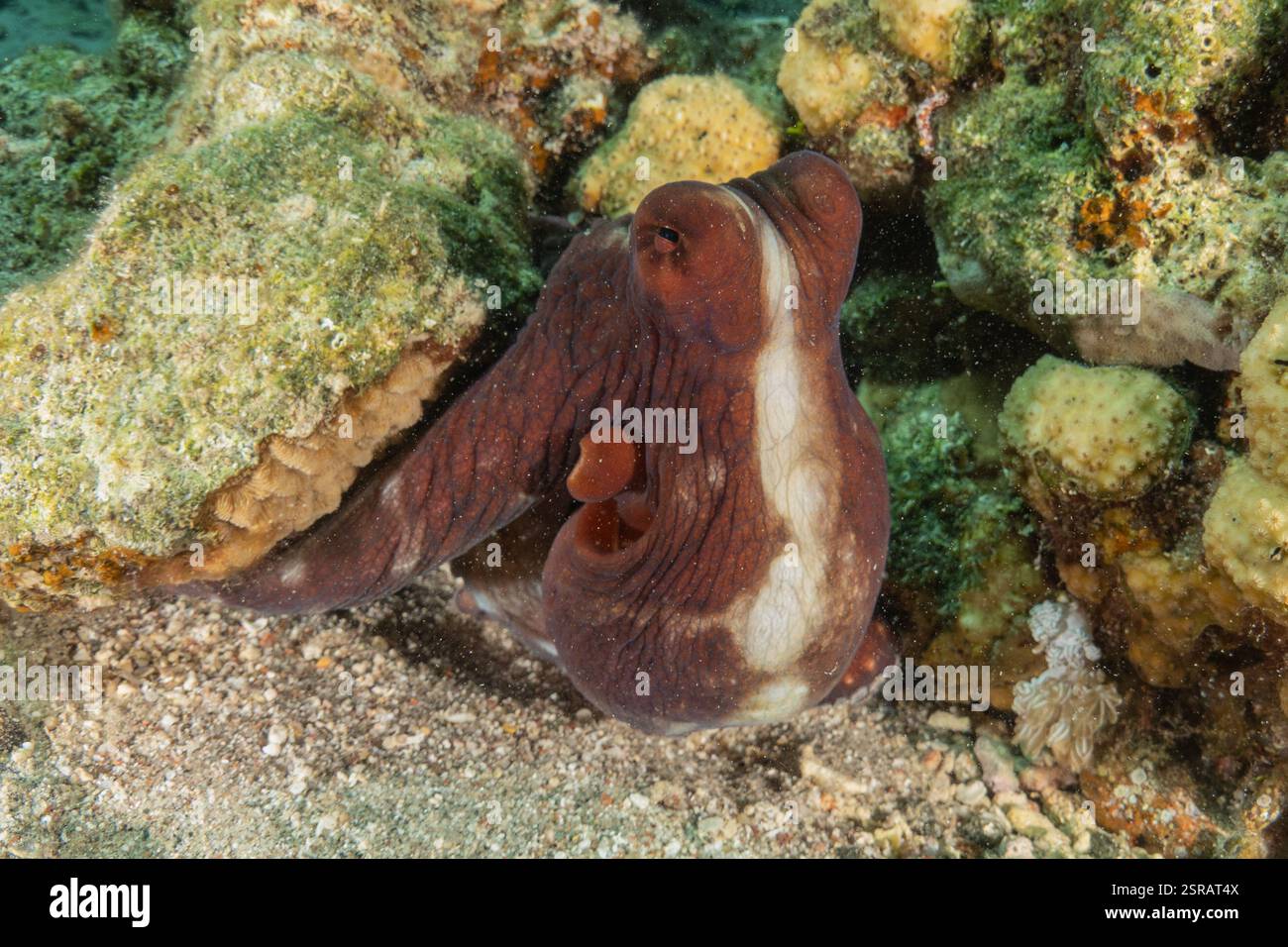Octopus king of camouflage in the Red Sea, Eilat Israel Stock Photo - Alamy