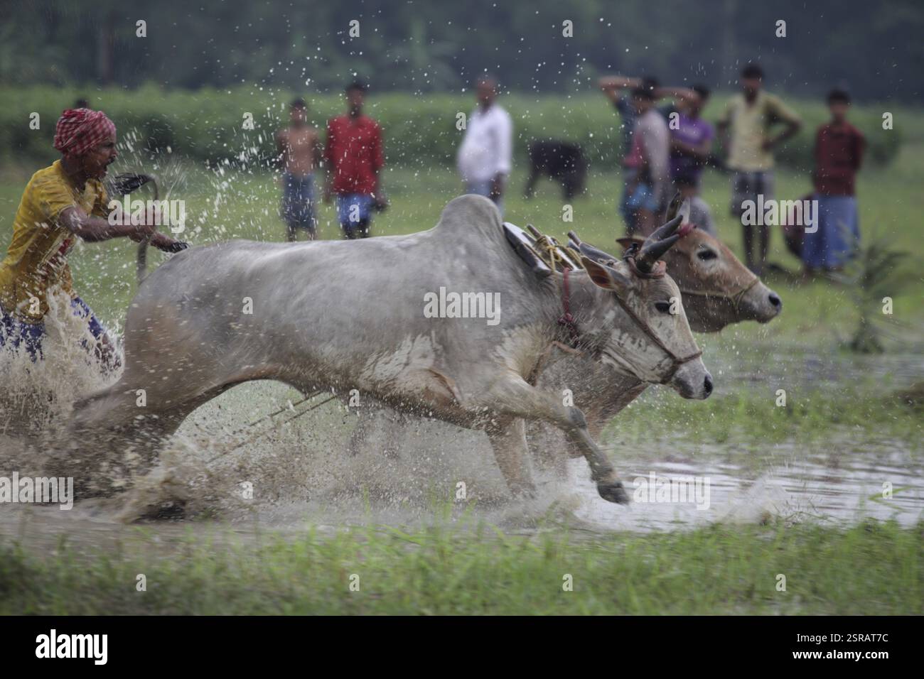 Bull race, west bengal, india, asia Stock Photo - Alamy