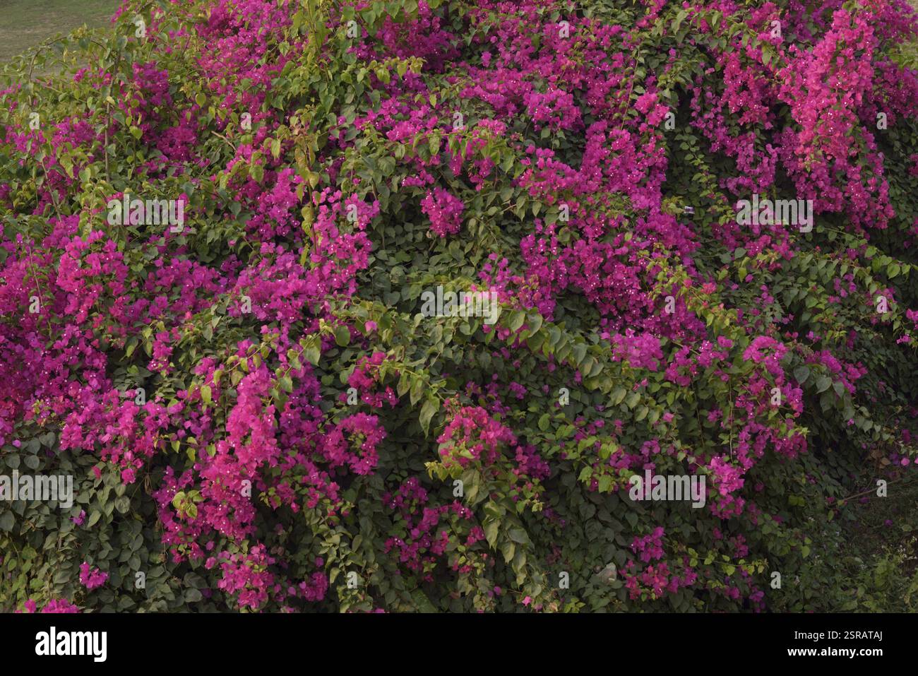 Bougainvillea tree near Kandariya Mahadev temple Khajuraho Madhya ...