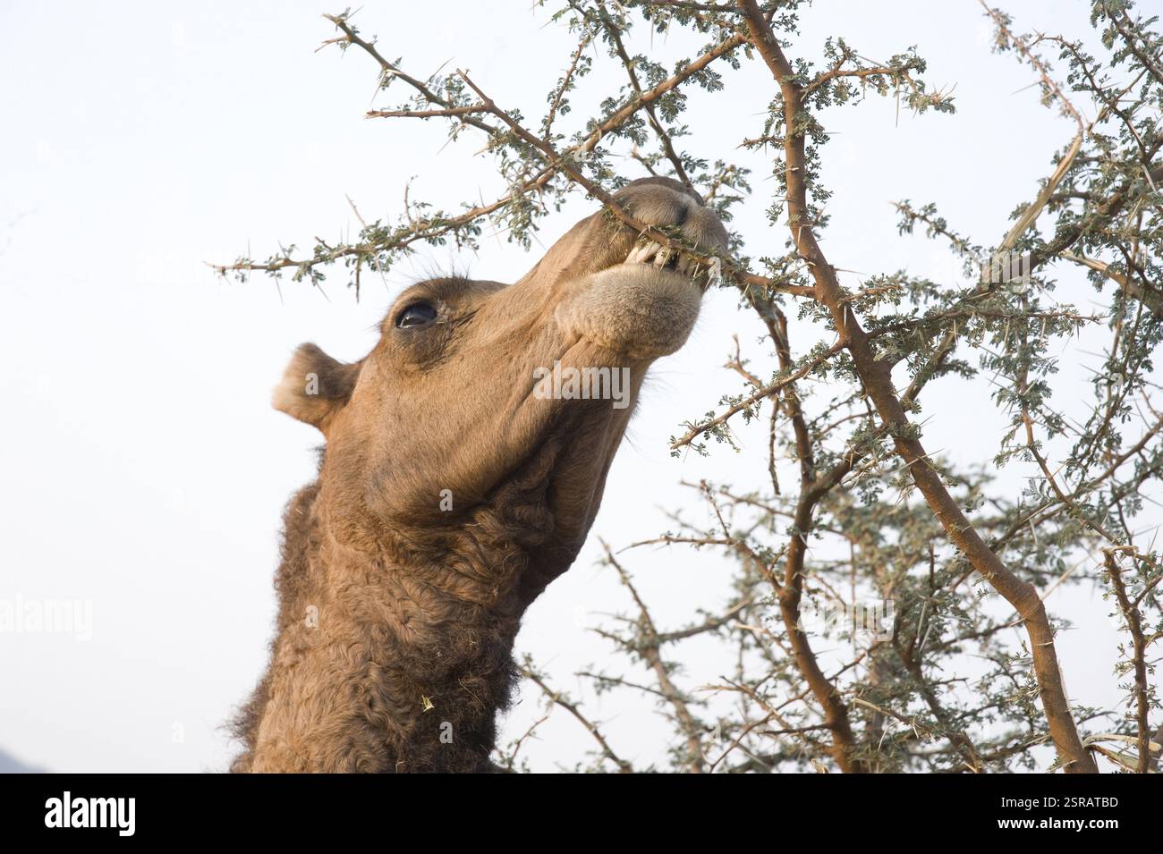 Camel eating thorns, pushkar mela, rajasthan, india, asia Stock Photo ...