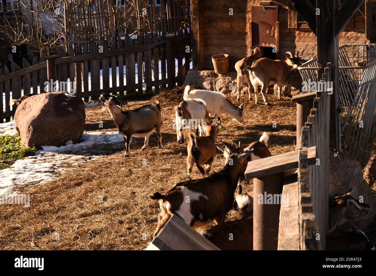 The photographs show a group of goats Stock Photo - Alamy