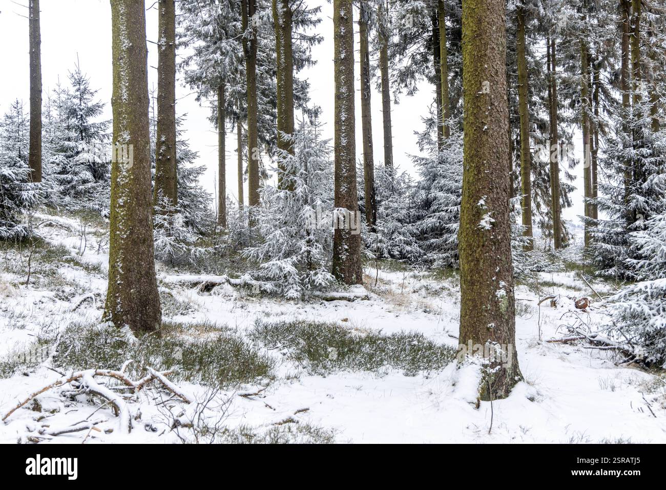 Wintertag im Taunus Blick auf die Winterlandschaft am Großen Feldberg ...
