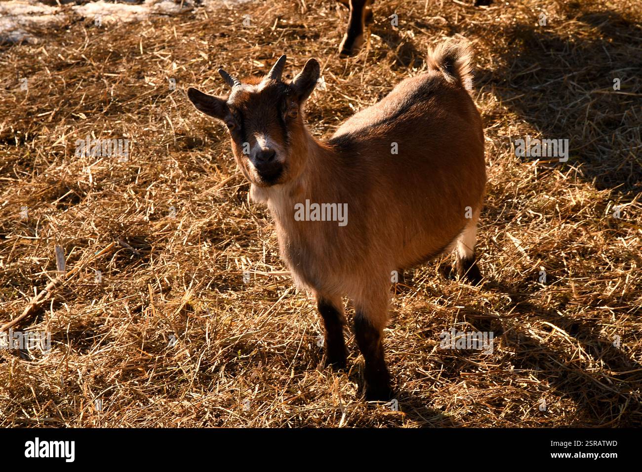 The photos show a goat Stock Photo - Alamy