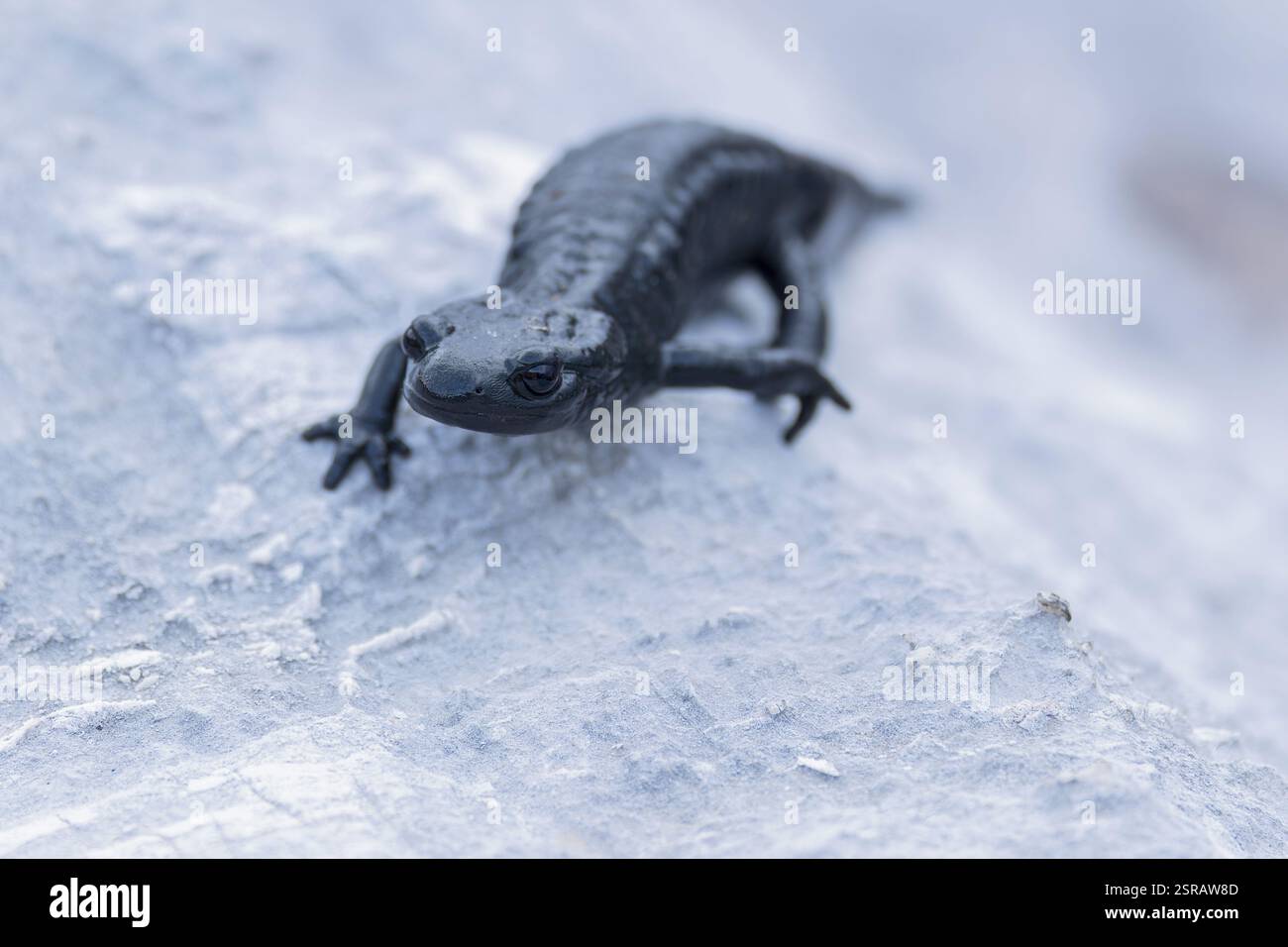Alpine Salamander (Salamandra atra) is a high alpine amphibian species ...