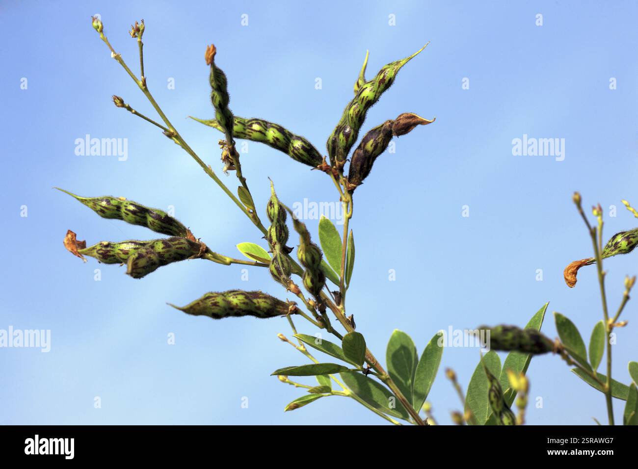 Pulses red gram pigeon pea congo pea cajanus cajan cajanus indicus pea ...