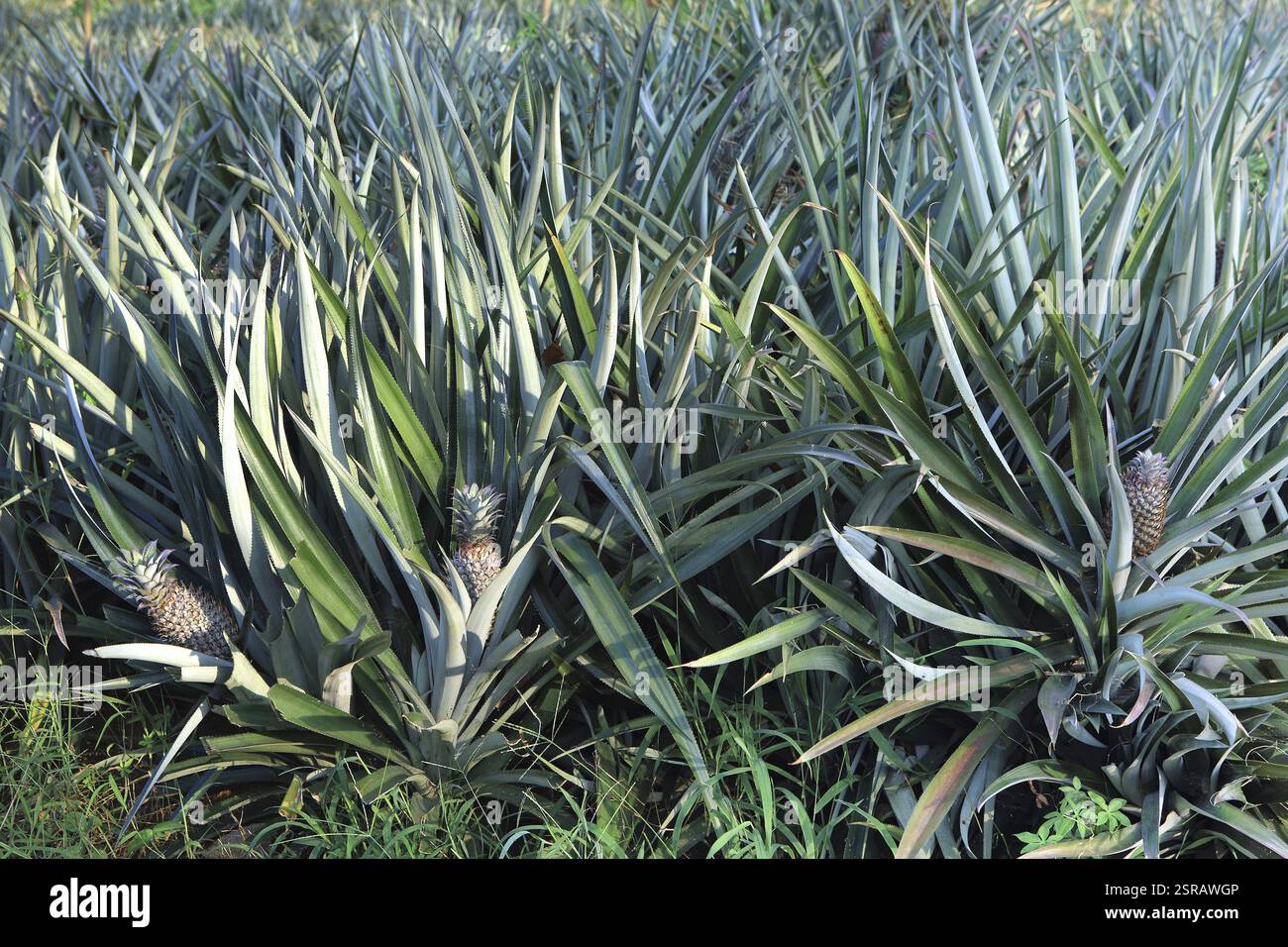 Fruits, pineapple ananas comosus plantation, Thekkady in Idukki, Kerala ...