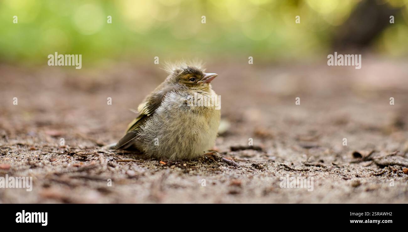 Fluffy young bird sits peacefully on the forest floor, bathed in warm ...