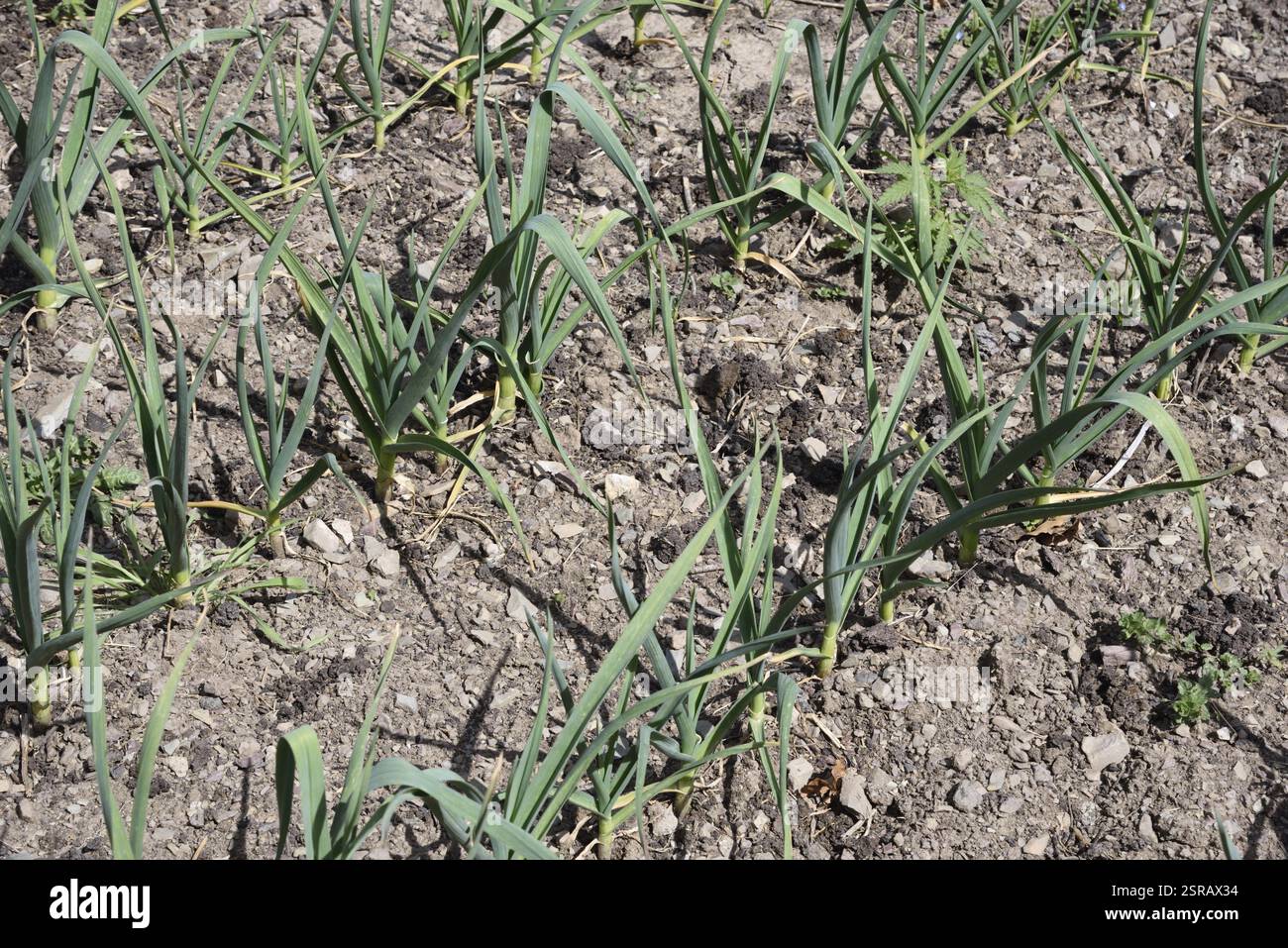 Spring onion field, Kasauli, Himachal Pradesh, India, Asia Stock Photo ...