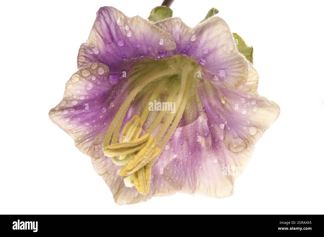 Single flower fit hi-res stock photography and images - Alamy
