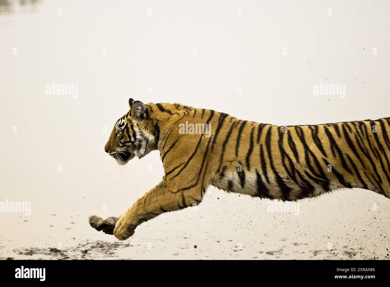 Tiger panthera tigris charging action, Ranthambore tiger reserve, Rajasthan, India, Asia Stock ...