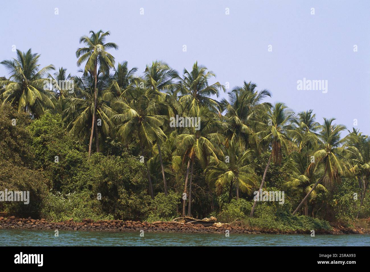 Dense coconut trees & greenery scene from backwater Cruise, Tarkarli ...