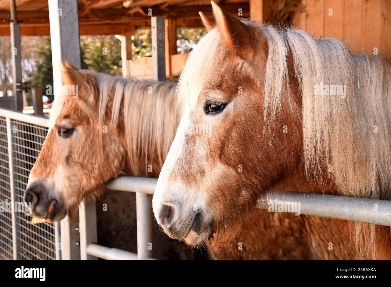 The image shows two beautiful horses standing side by side behind a metal fence Stock Photo - Alamy