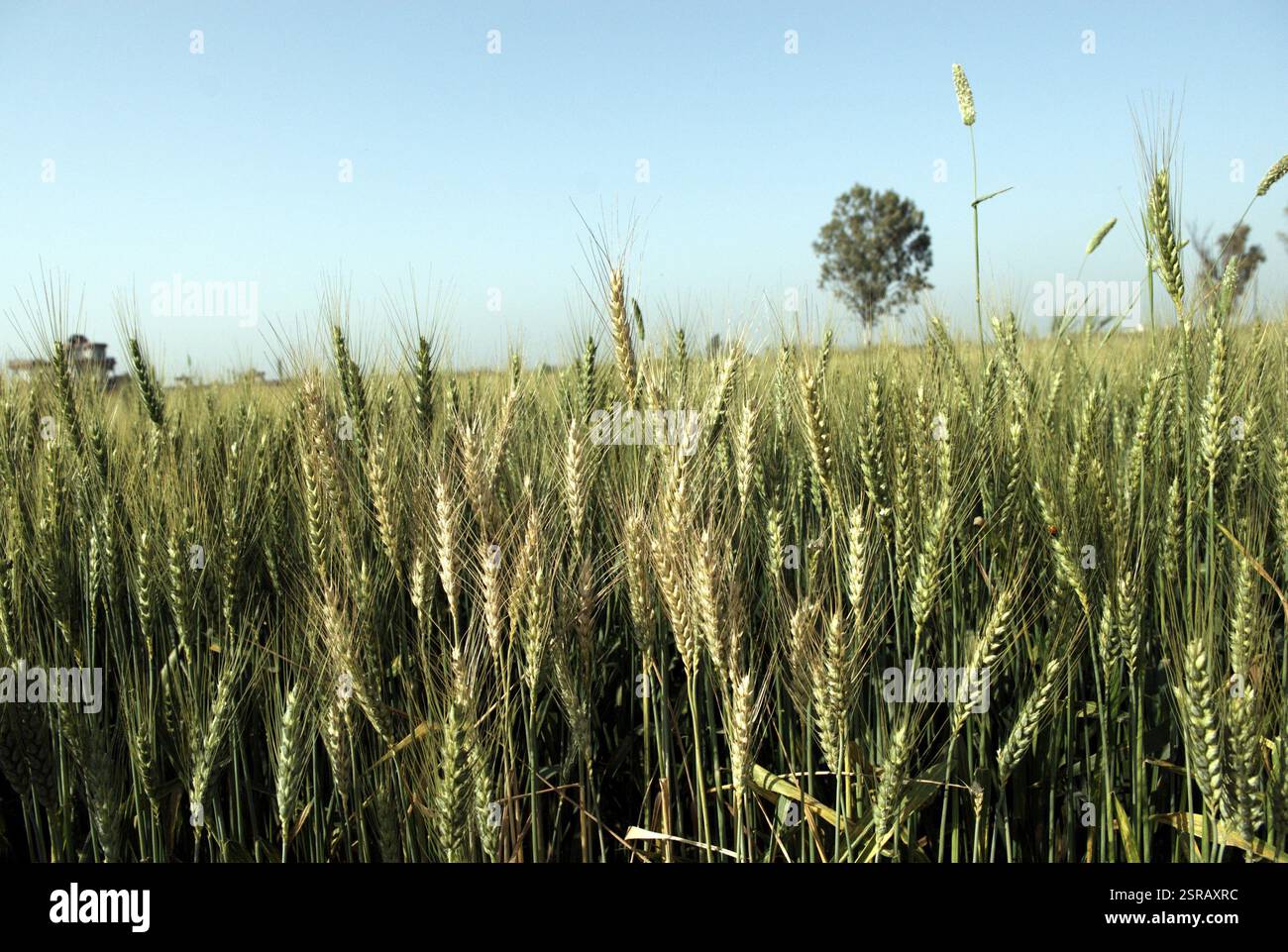 Wheat field near Amritsar, Punjab, India, Asia Stock Photo - Alamy